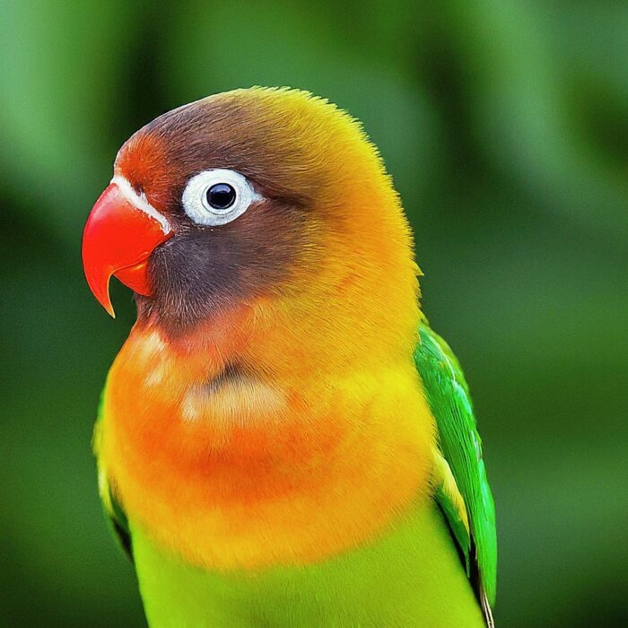 Fischer Lovebird | Pak Bird