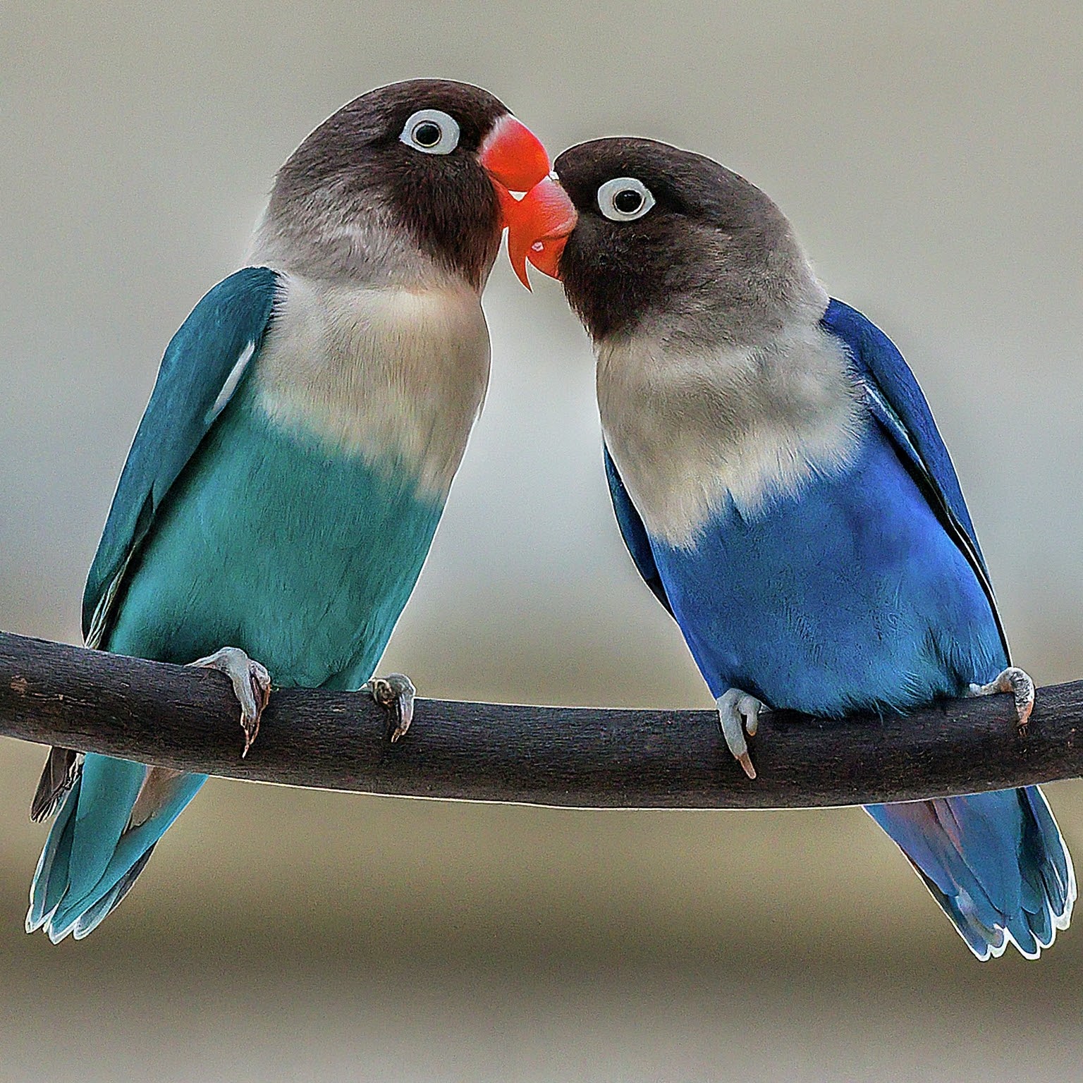 Par Blue Split Ino Lovebird | Pak Bird